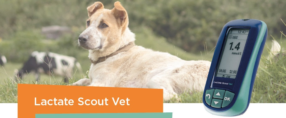 Lactate Scout Vet - Veterinary Lactate Analyser – HMGDirect