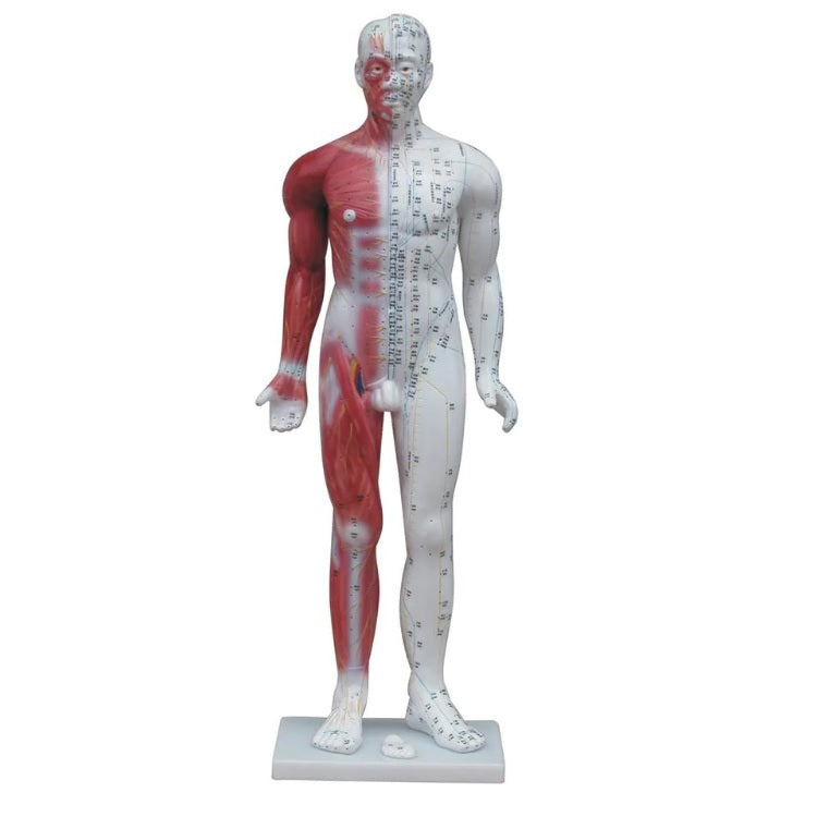Acupuncture Deluxe Male Model 84cm – HMGDirect