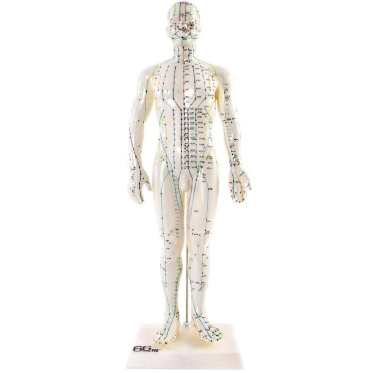 Acupuncture Male Model 50cm – HMGDirect