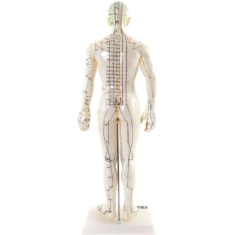 Acupuncture Male Model 50cm – HMGDirect