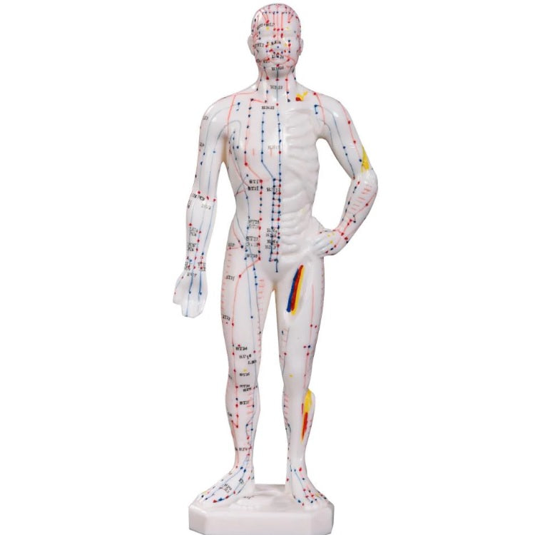 Acupuncture Male Model 26cm – HMGDirect