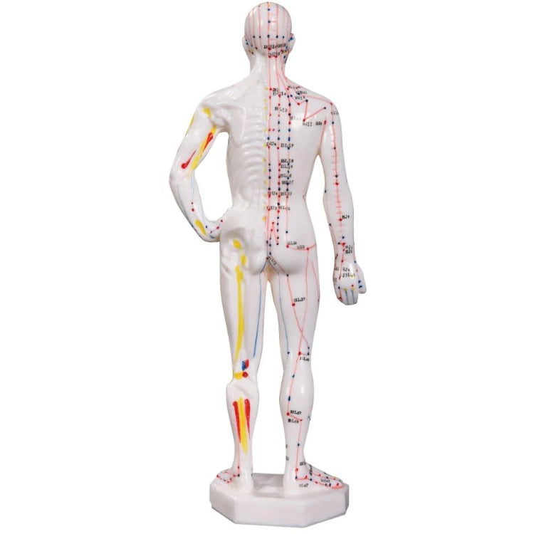 Acupuncture Male Model 26cm – HMGDirect