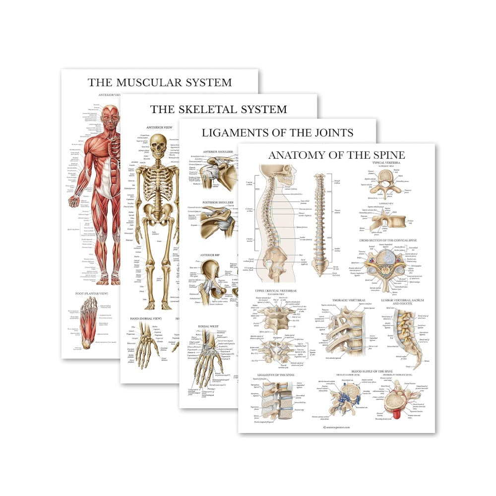 Anatomical Chart Pack of 4 (Laminated) – HMGDirect