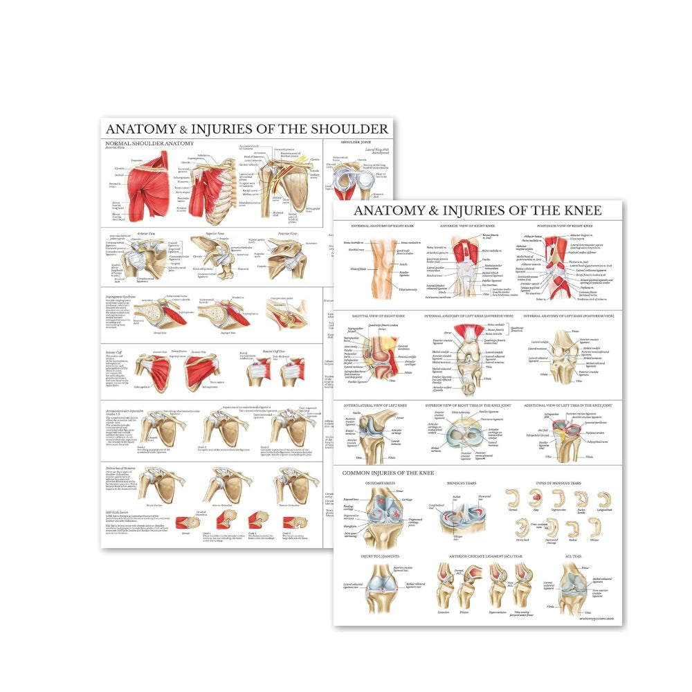 Anatomy & Injuries of the Knee/Shoulder Chart Set of 2 – HMGDirect