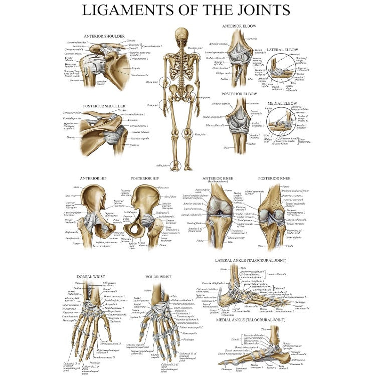 Ligaments of Joints Anatomical Chart (Laminated) – HMGDirect