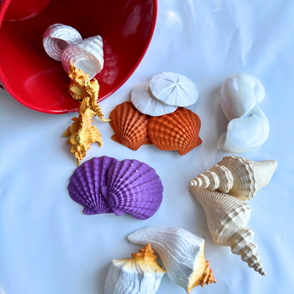 SeaShells Matching Activity – HMGDirect