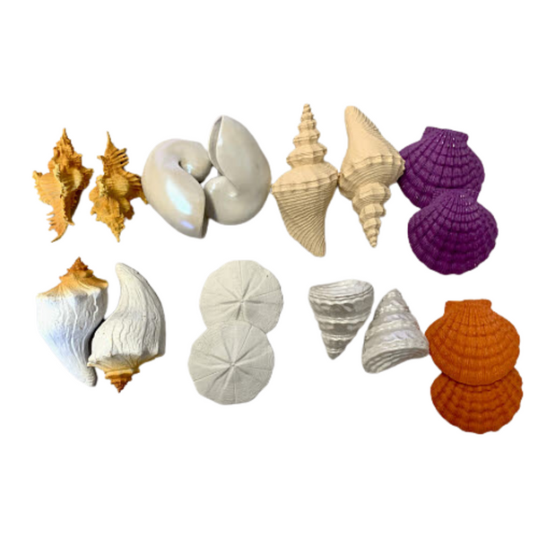 SeaShells Matching Activity – HMGDirect