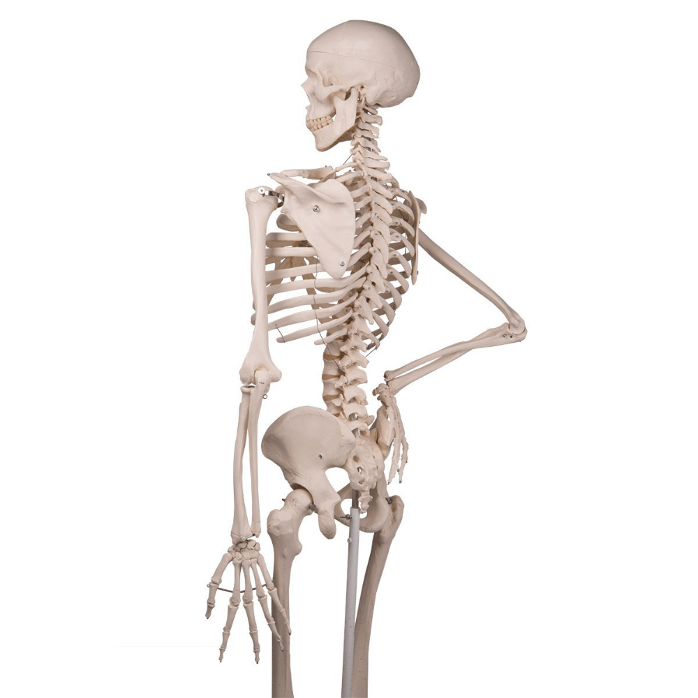 3B Scientific Classic Life Size Anatomical Skeleton | HMGDIRECT – HMGDirect