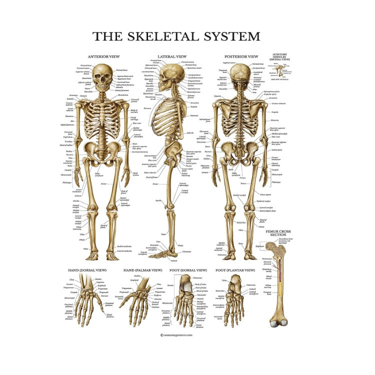 Skeletal System Anatomical Chart (Laminated) – HMGDirect