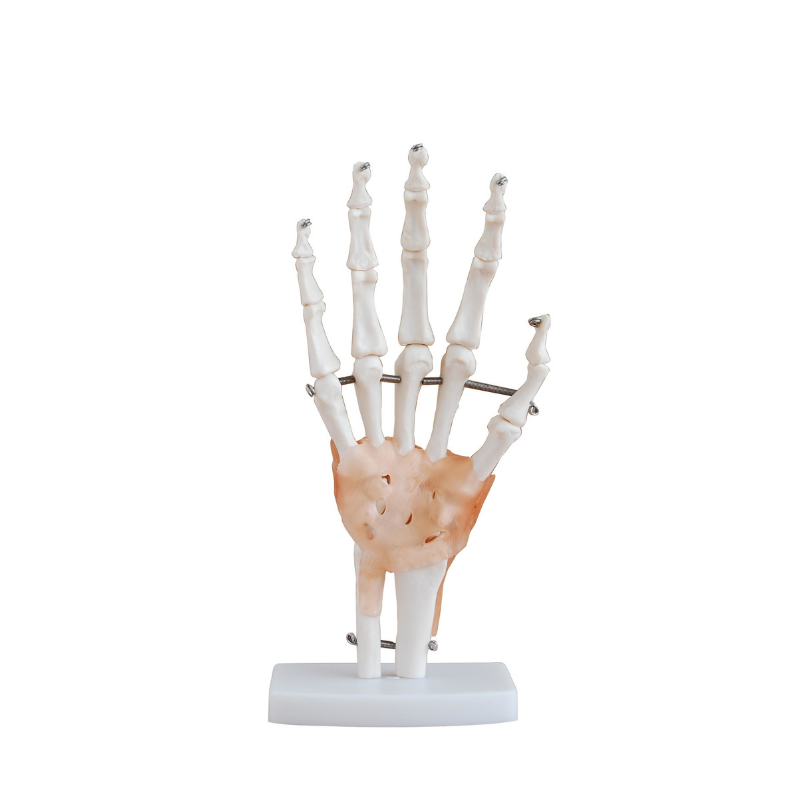 Anatomical Life Size Hand Joint Model | HMGDIRECT Australia – HMGDirect