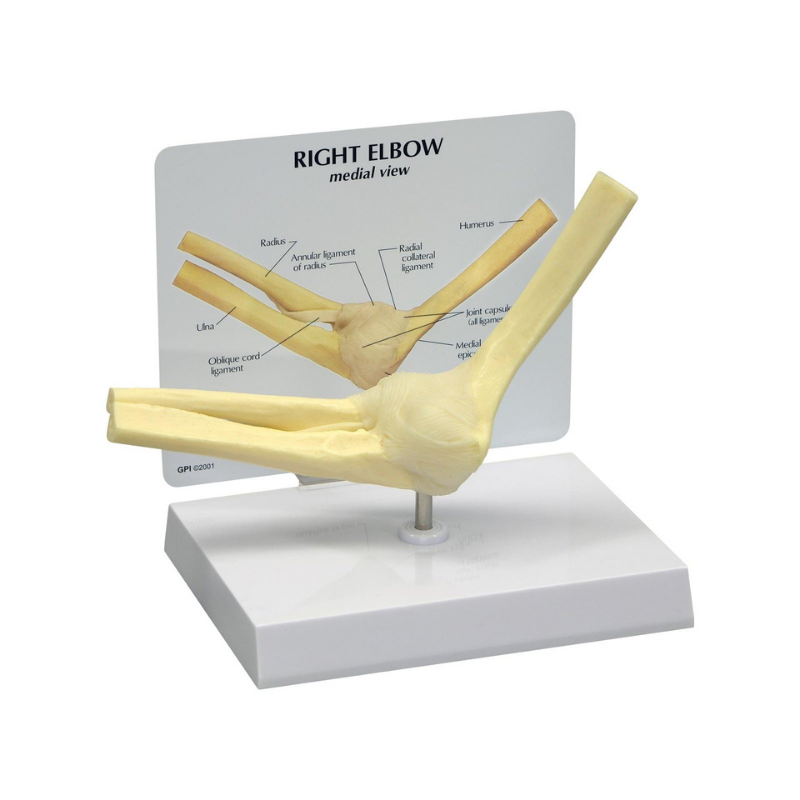 Elbow Life Size Anatomical Model | HMGDIRECT Australia – HMGDirect