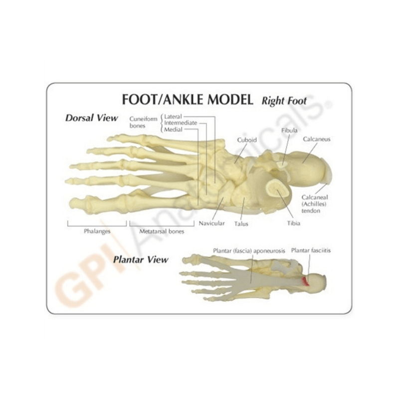 Foot & Ankle Life Size Anatomical Model | HMGDIRECT Australia – HMGDirect