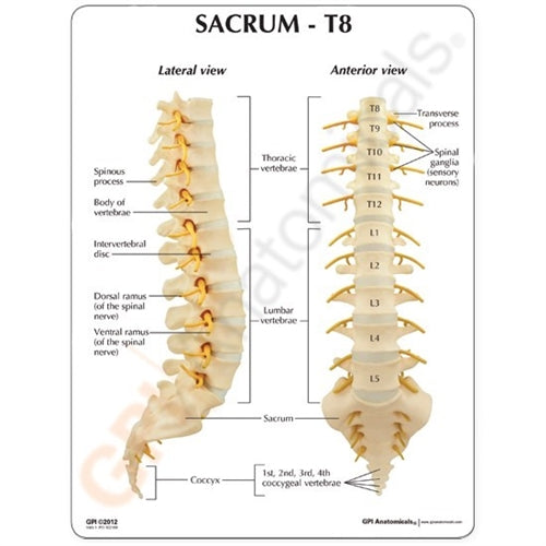 Full Spine Life Size Anatomical Model | HMGDIRECT Australia – HMGDirect