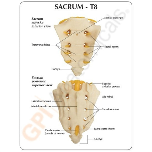 Full Spine Life Size Anatomical Model | HMGDIRECT Australia – HMGDirect