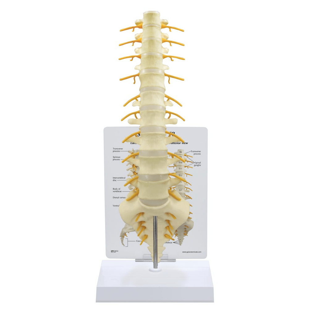 Full Spine Life Size Anatomical Model | HMGDIRECT Australia – HMGDirect