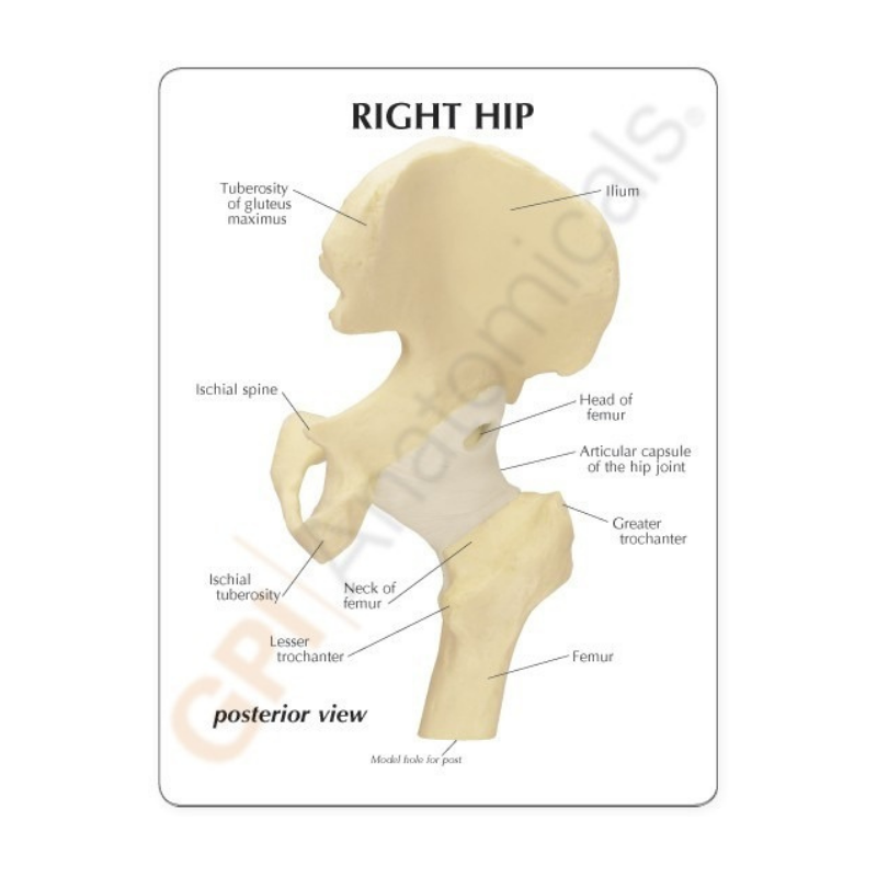 Hip Joint Life Size Anatomical Model | HMGDIRECT Australia – HMGDirect