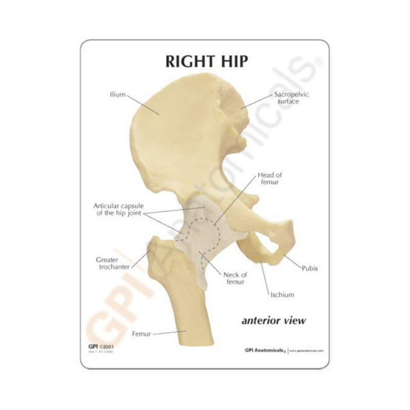 Hip Joint Life Size Anatomical Model | HMGDIRECT Australia – HMGDirect