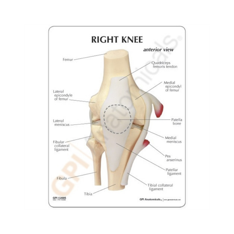 Knee Life Size Anatomical Model | HMGDIRECT – HMGDirect