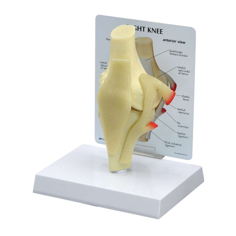 Knee Life Size Anatomical Model | HMGDIRECT – HMGDirect