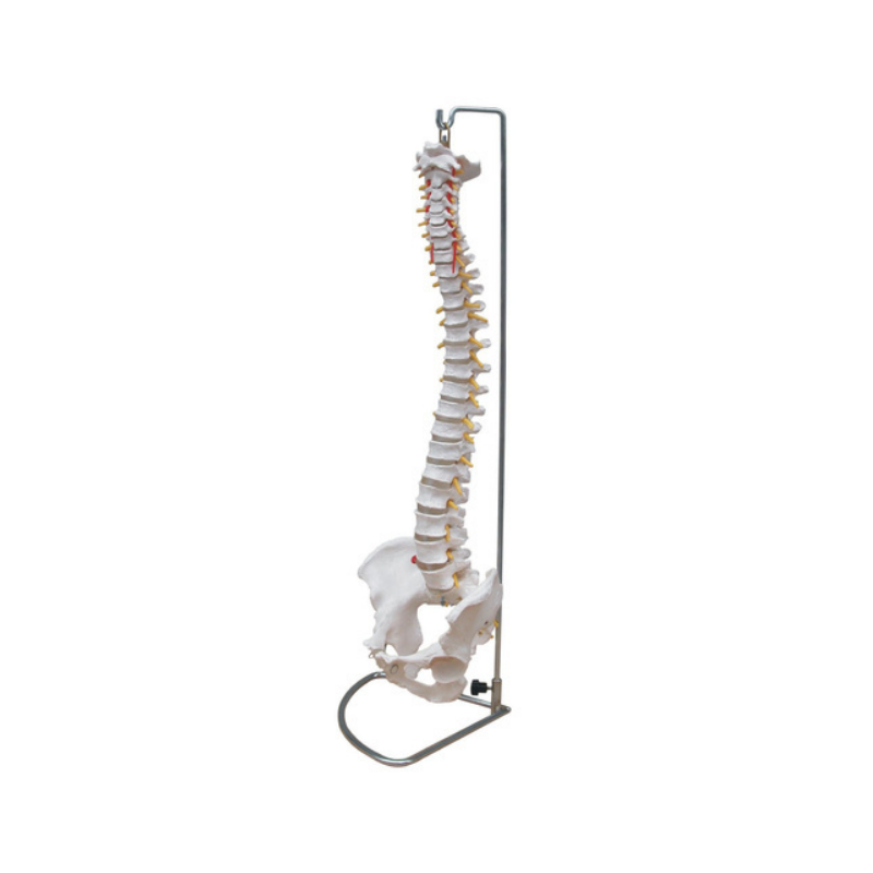Life Size Vertebral Column Model with Pelvis | HMGDIRECT Australia ...
