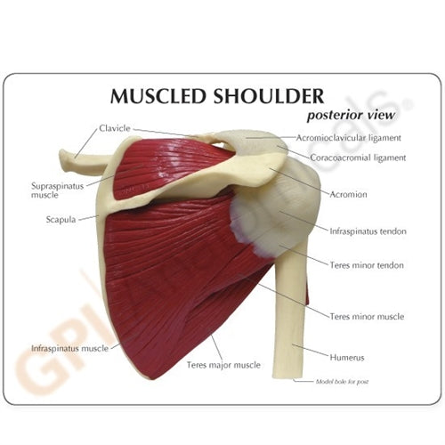 Shoulder Joint Life Size Anatomical Model with Muscles | HMGDIRECT ...